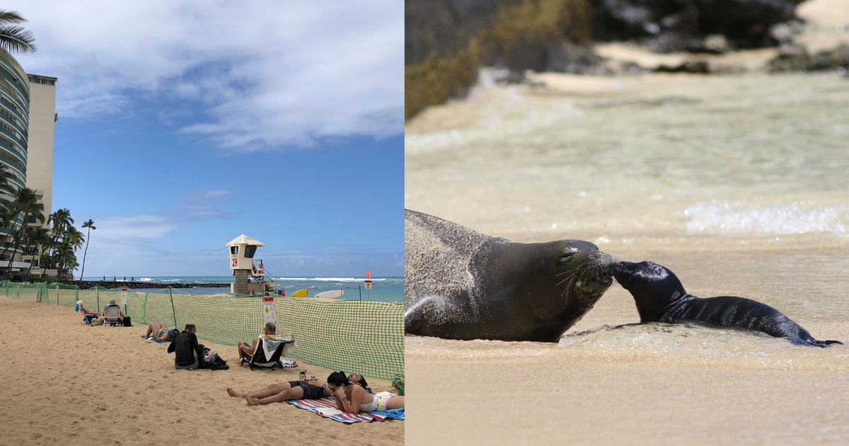 Hawai acordona parte de una playa tras nacimiento de foca