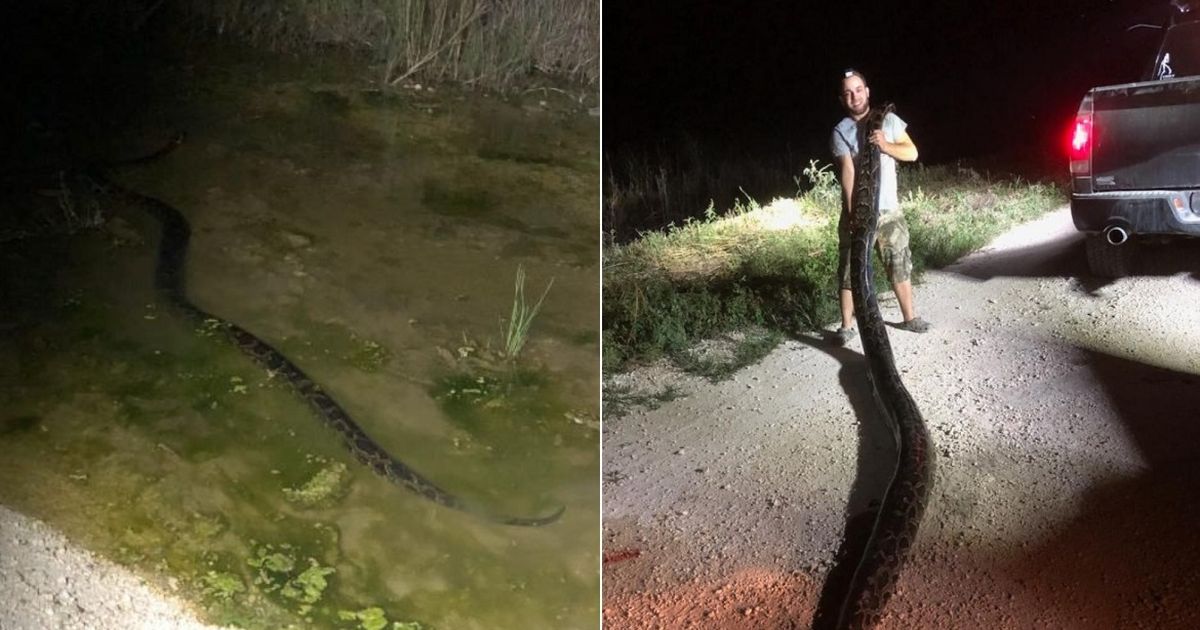 Capturan la pitón birmana más grande hallada hasta ahora en Miami-Dade
