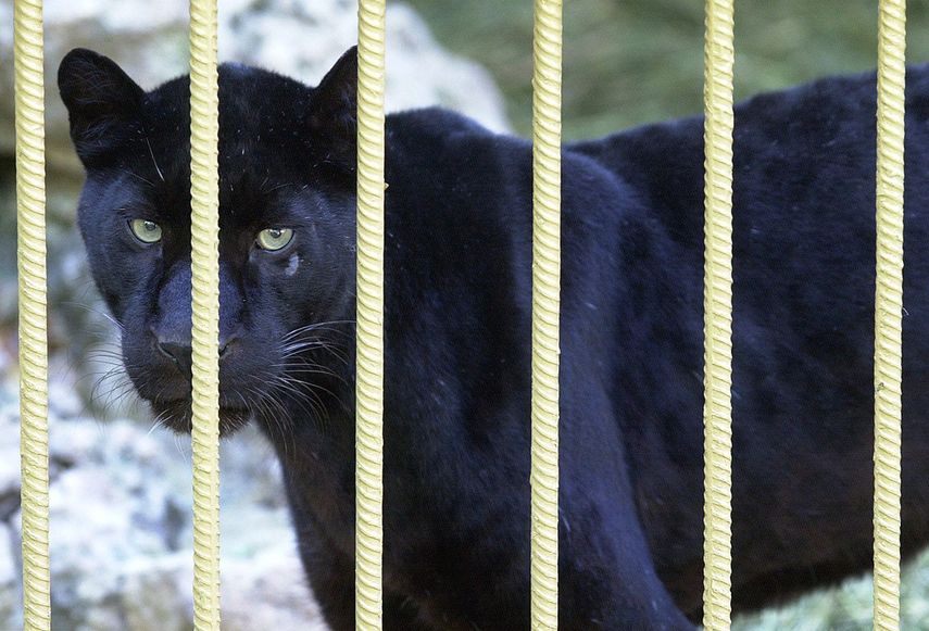 El número de muertes de panteras alcanza un nuevo récord en Florida