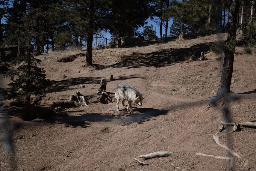 Lobos acechan a granjeros en Colorado
