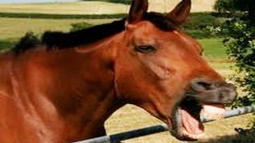 Los caballos y los humanos comparten expresiones faciales muy similares