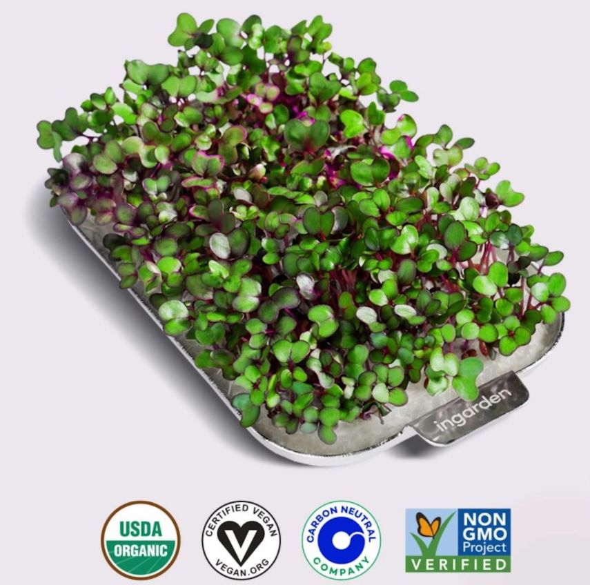 Microvegetales en casa: nuevo concepto de huerta inteligente que ...
