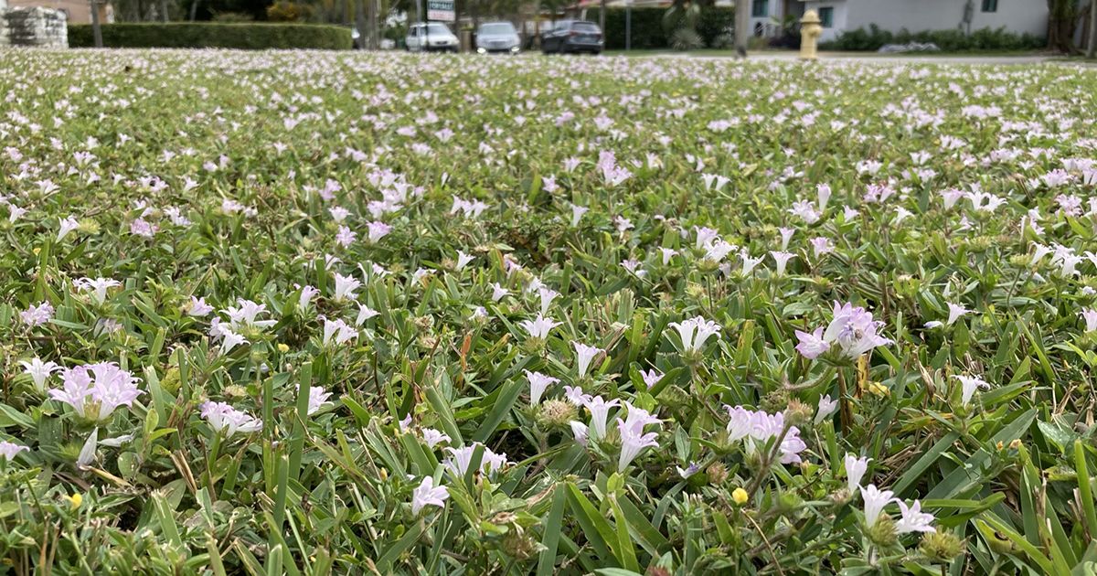 Tiempo de primavera. Conozca qué es y qué debemos hacer