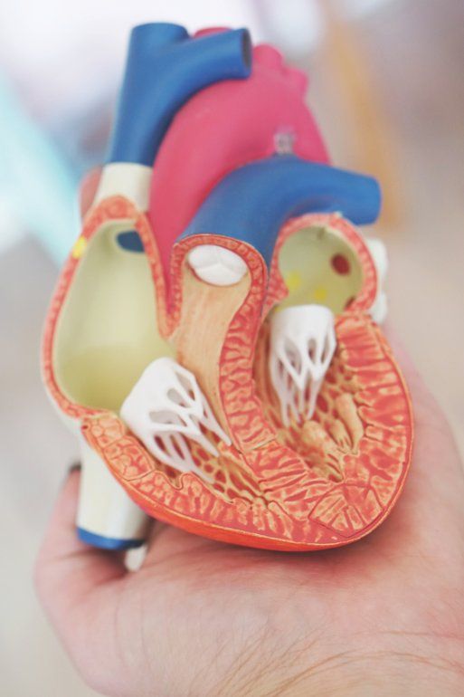 El corazón: qué es y cómo funciona