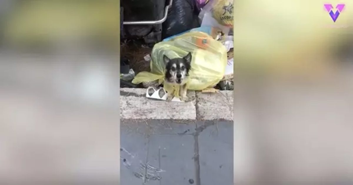 Perro que habían tirado a la basura en una bolsa busca un hogar