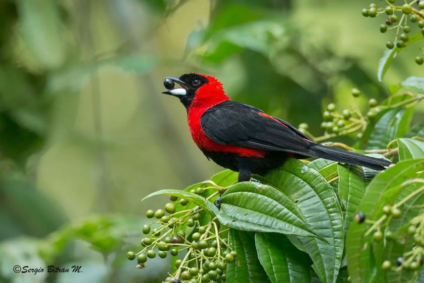 Descubren en Amazonas la especie de ave número 1,426 de Venezuela: la ...