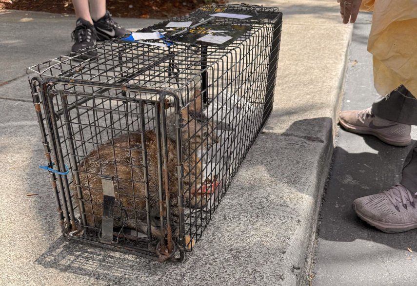 Héroes en la comunidad: los voluntarios que ayudan a esterilizar gatos ...