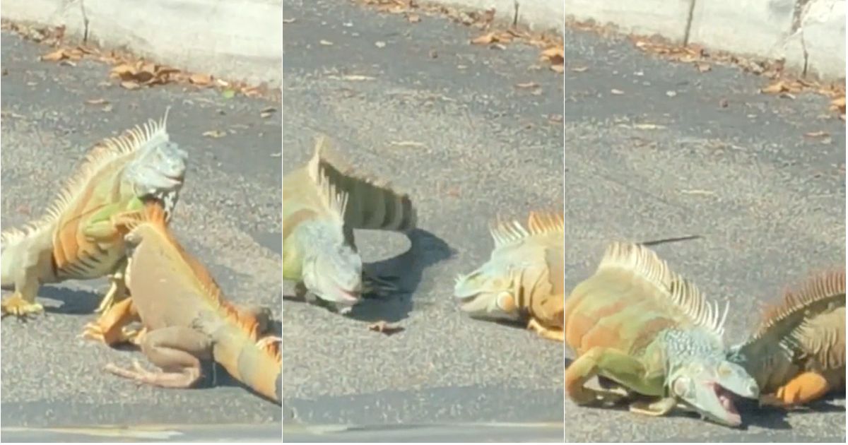 Captado en cámara pleito entre iguanas en Boca Ratón