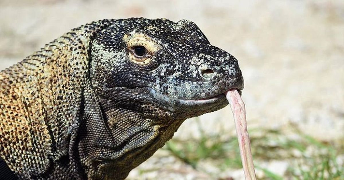 Muere a los 18 años Khaos, el popular dragón de Komodo del Zoo de Miami